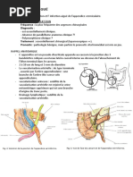 Le Priapisme | PDF | Vaisseau sanguin | Spécialités médicales