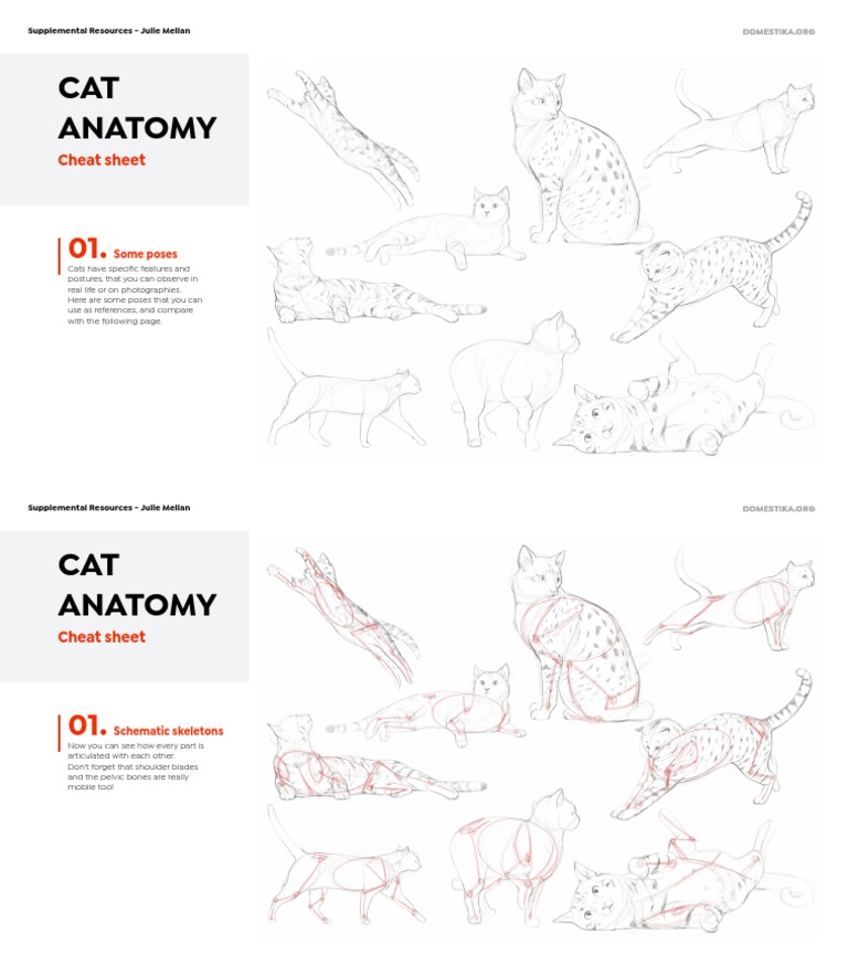 An Illustrated Guide to Cat Anatomy and Common Poses | PDF | Anatomy