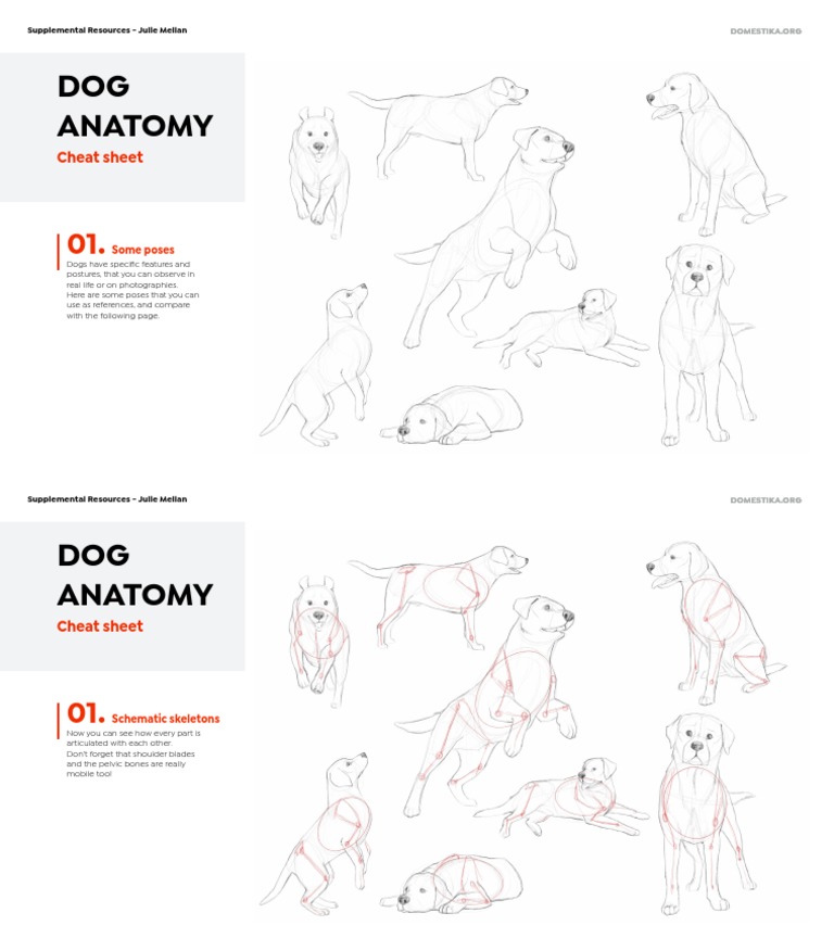 U3 - 03 (Dog Anatomy) | PDF | Anatomy