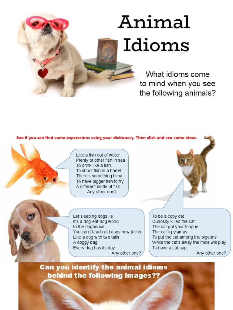 Animal Idioms | PDF | Animals And Humans | Domesticated Animals
