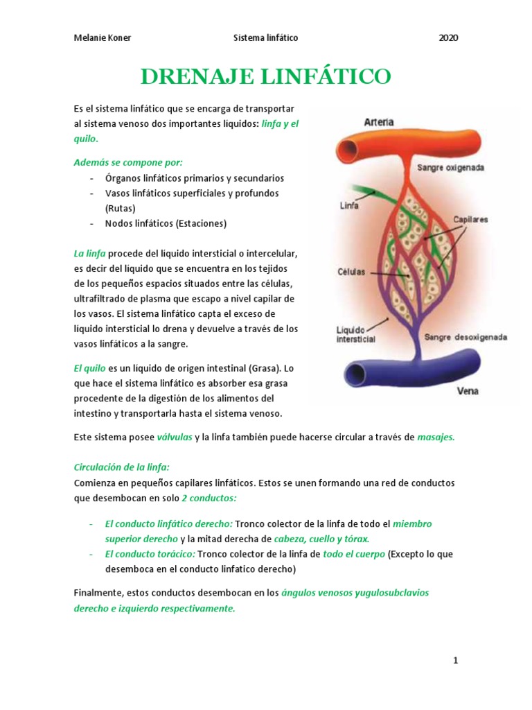 Drenaje Linfático PDF | PDF | Sistema linfático | Abdomen