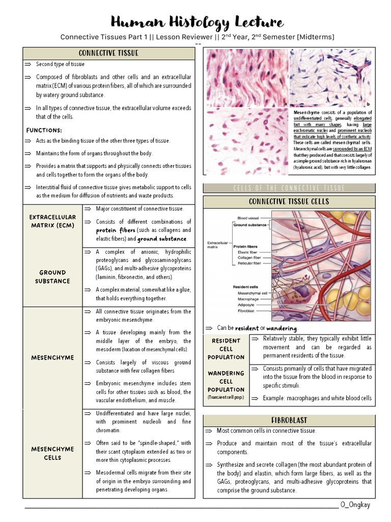 Histology Lec Midterms Transes PDF | PDF | Extracellular Matrix ...