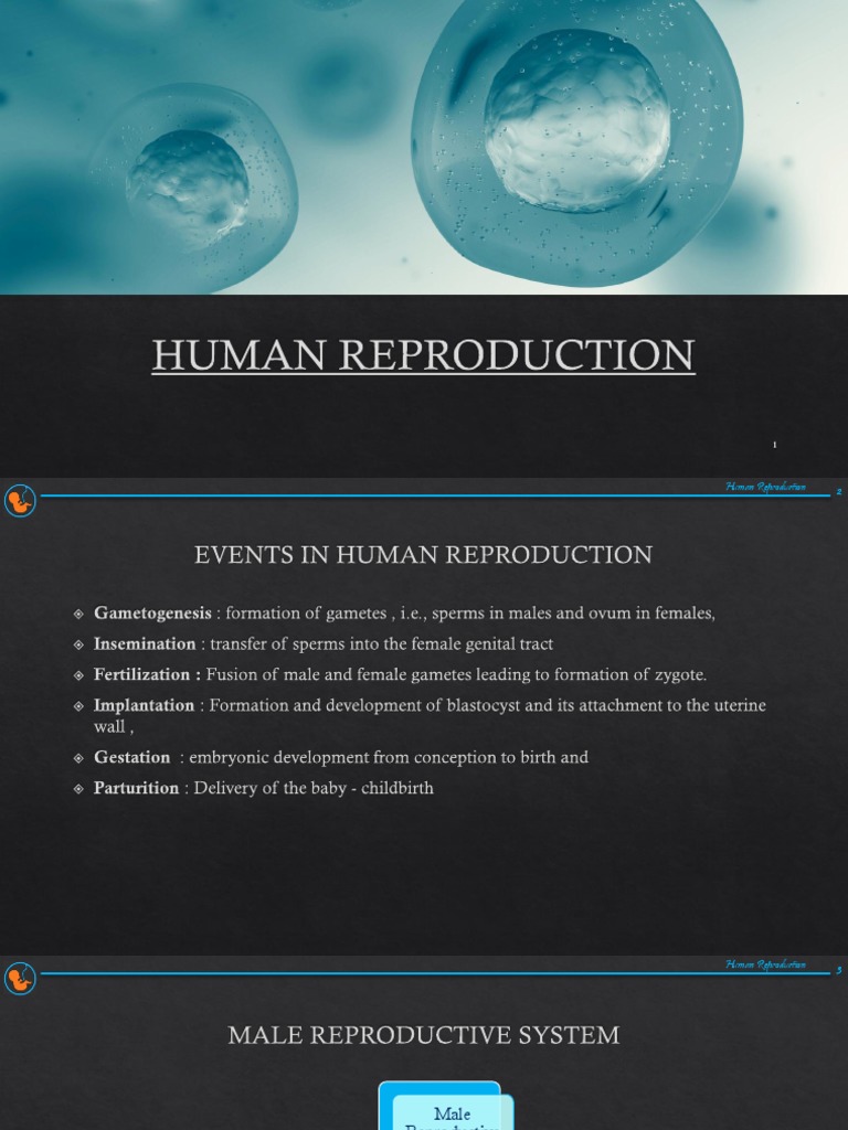 Human Reproduction R | PDF | Menstrual Cycle | Human Reproduction