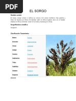 Manual para El Establecimiento de Una Huerta de Aguacate | PDF | Aguacate | Fertilizante