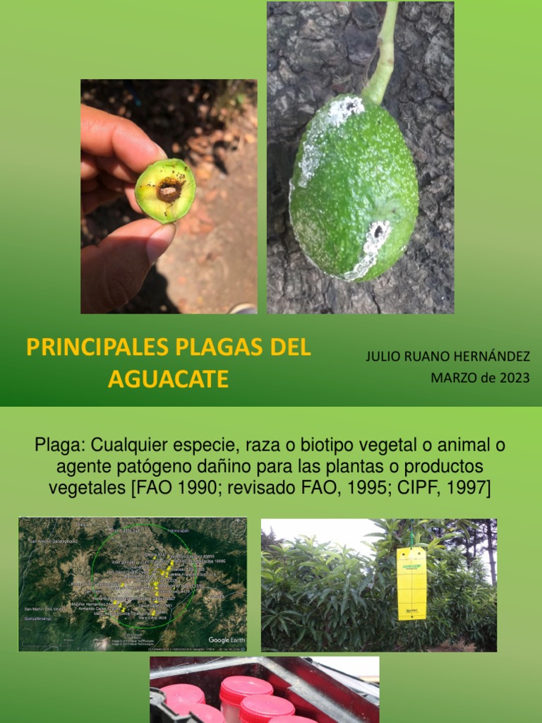 Plagas del Aguacate y su Control | PDF | Plaga (organismo) | Insectos