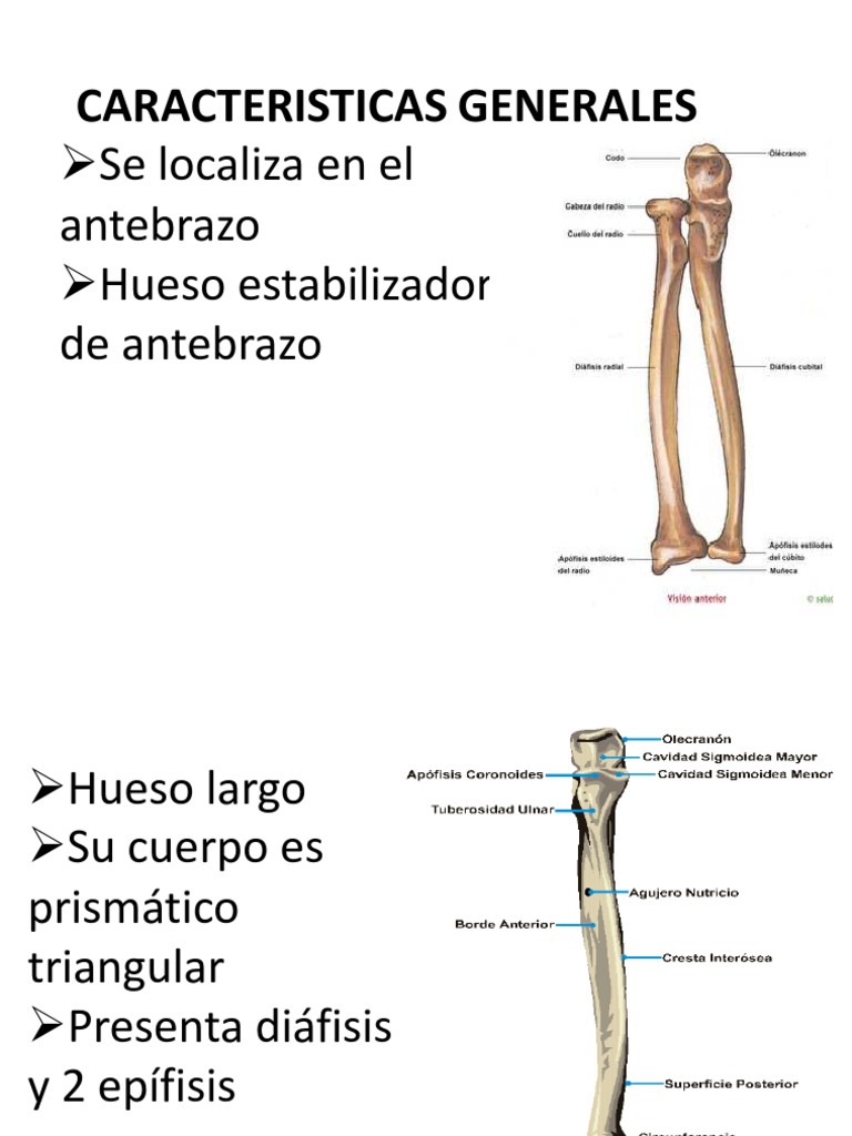 Anatomía y partes del cúbito | PDF | Estudios de idiomas extranjeros
