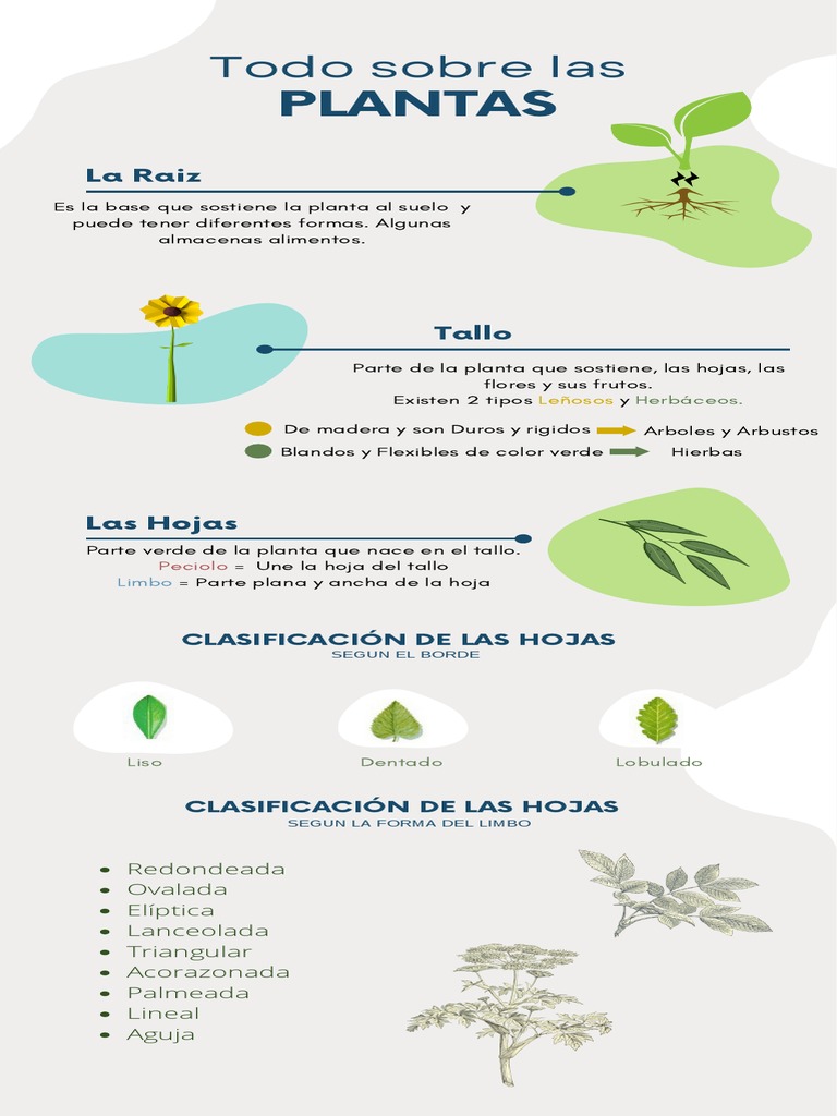 Todo sobre las plantas y su cuidado | PDF | Flores | Plantas