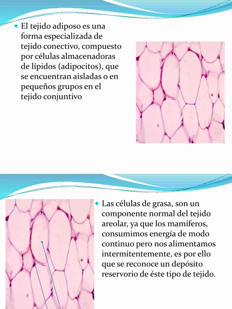 10.tejido Adiposo | PDF | Tejido adiposo | Lípido