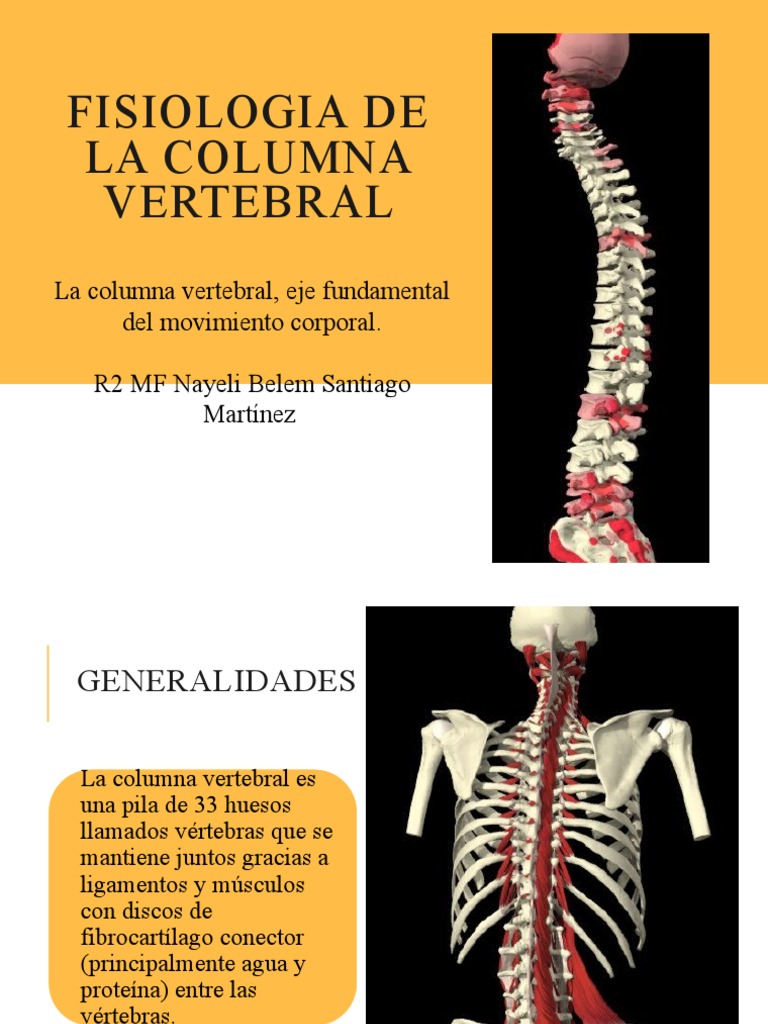 Anatomía y Fisiología de la Columna Vertebral | PDF | Vértebra | La ...