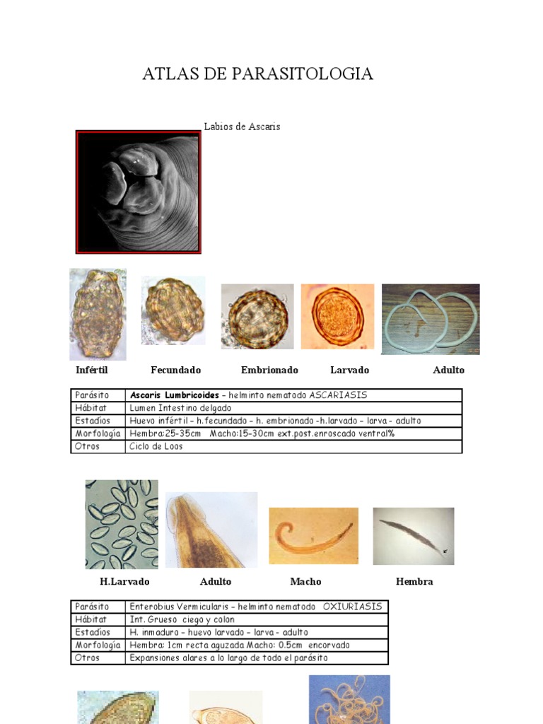 Atlas De Parasitologia Pdf Especialidades Medicas Enfermedades