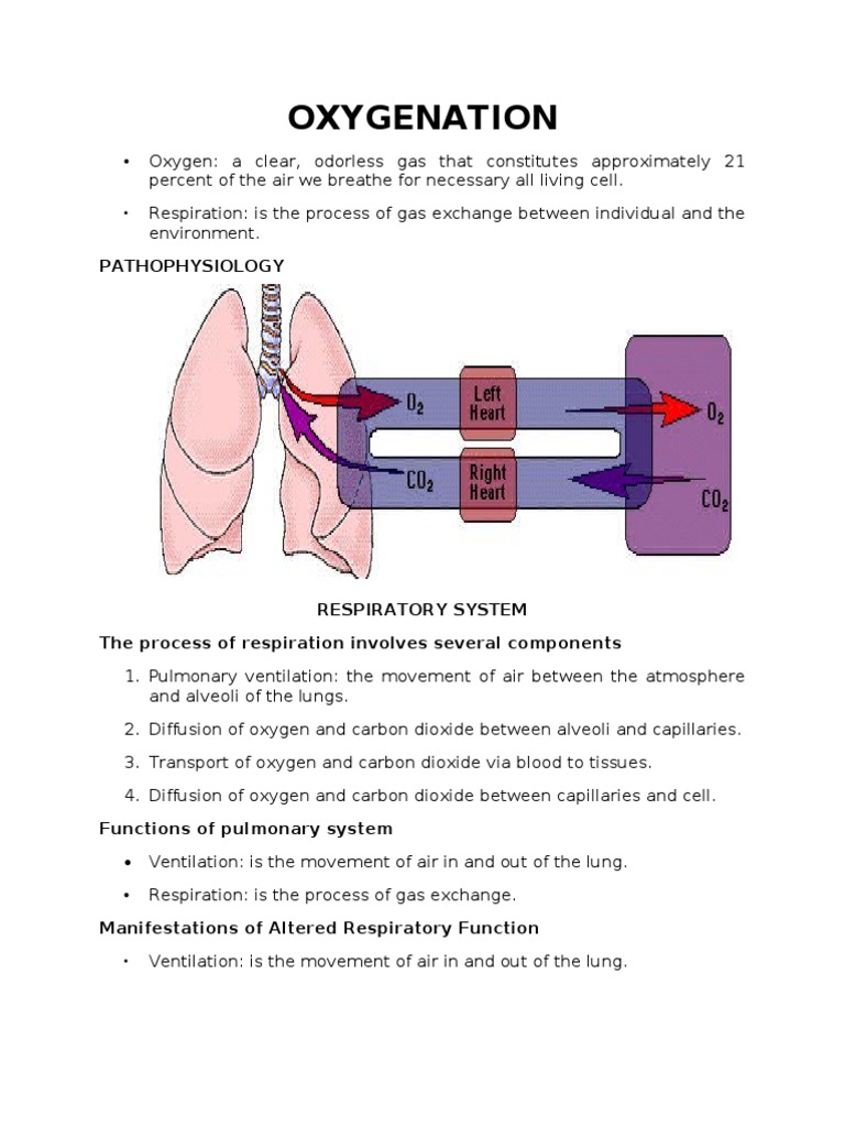 Kim Lester | PDF | Respiratory System | Lung