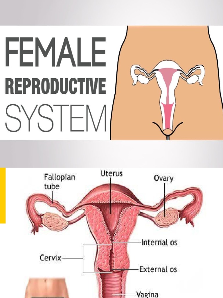 ANATOMY OF FEMALE Internal | PDF | Uterus | Vagina