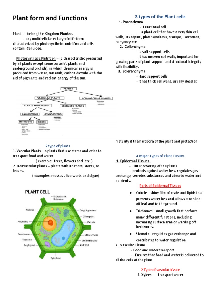 Plant Form and Functions | PDF | Plants | Tissue (Biology)
