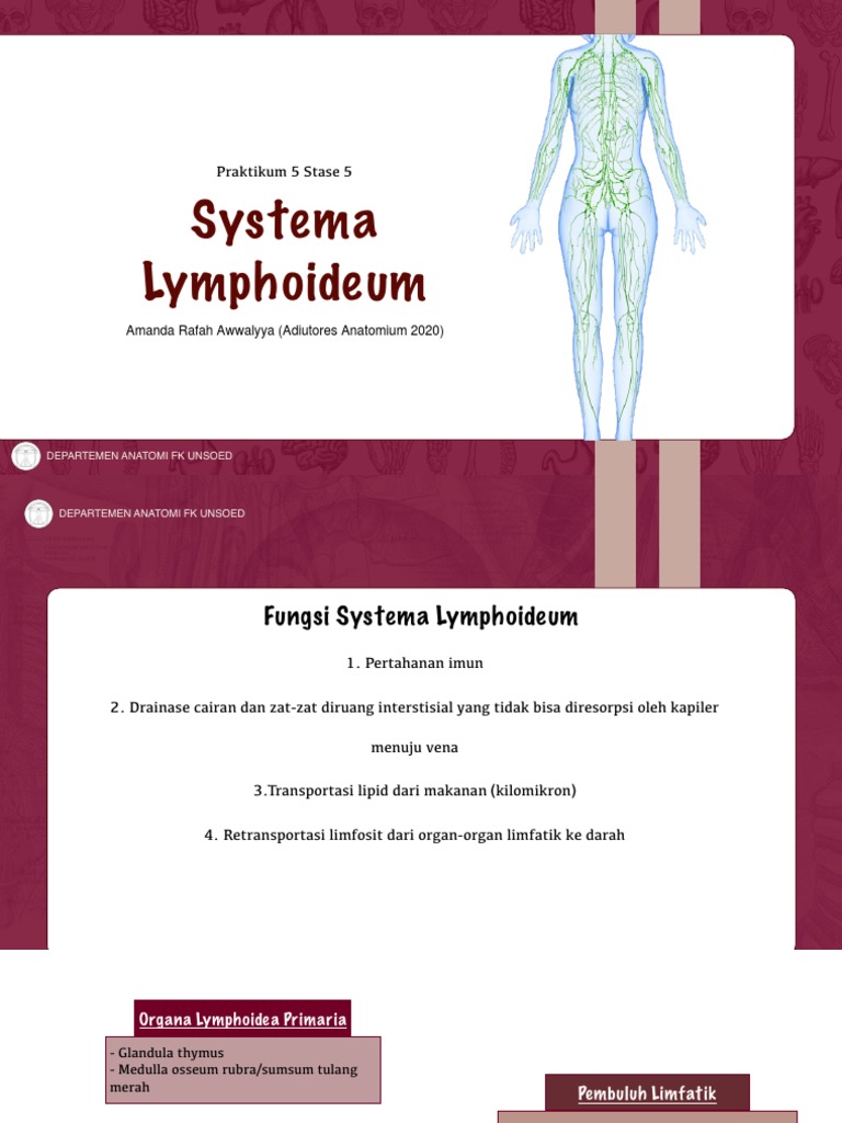 Systema Lymphoideum: Organa Lymphoidea Primaria (Organ Limfatik Primer ...