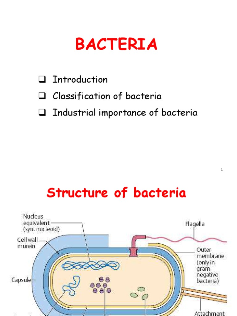 Bacteria Presentation 1 | PDF | Bacteria | Bacillus