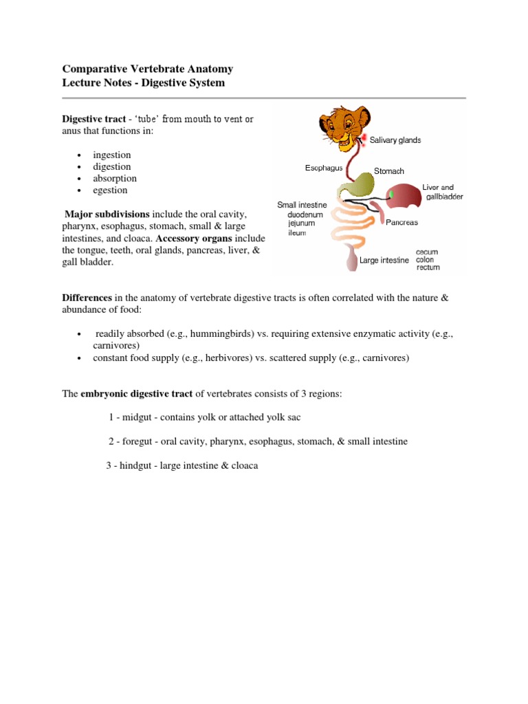Comparative Vertebrate Anatomy Lecture Notes - Digestive System | PDF ...