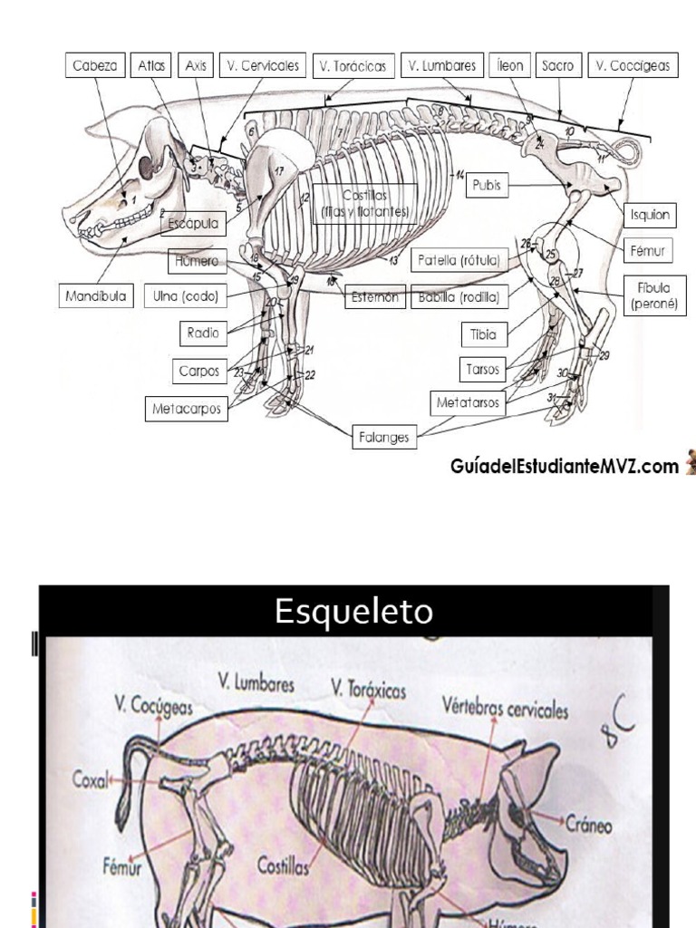 Esquleto Del Cerdo | PDF