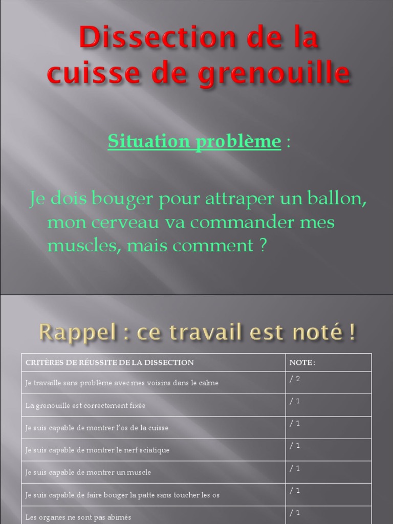 Dissection de la cuisse de grenouille | PDF