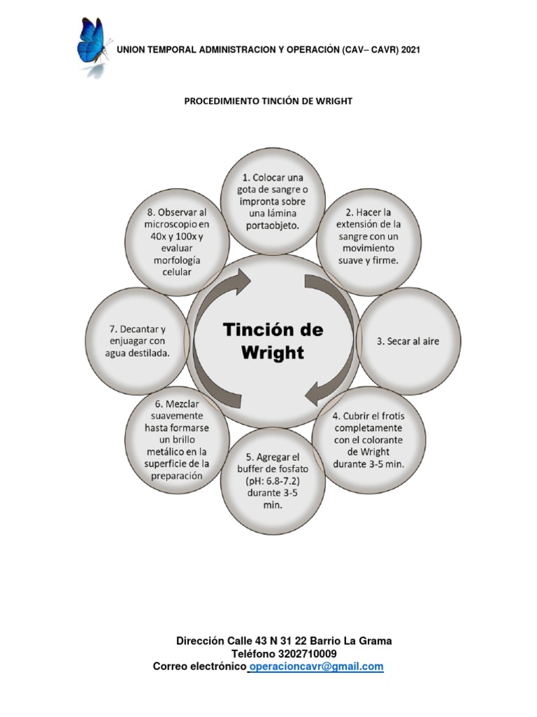 Procedimiento Tinción de Wright | PDF
