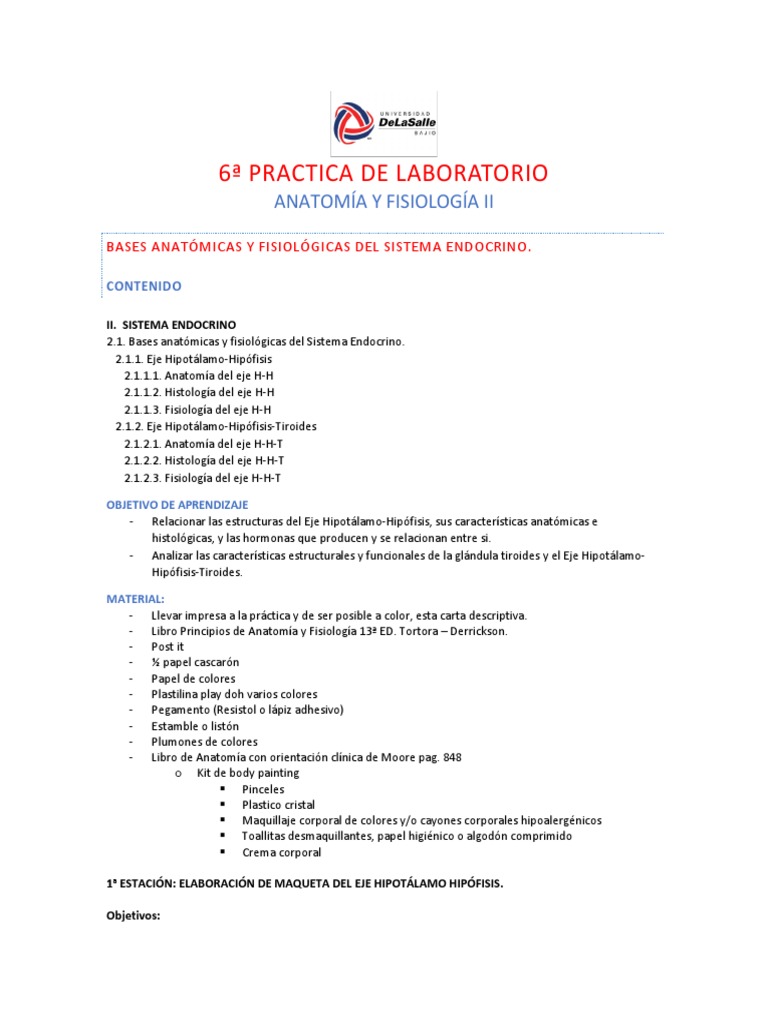 6a Práctica de Lab AyFII Sistema Endocrino Eje H-H e H-H-Tiroides | PDF | Tiroides | Anatomía