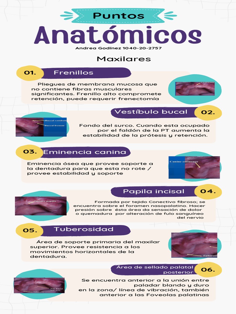 Puntos Anatomicos PT | PDF | Anatomía humana | Boca