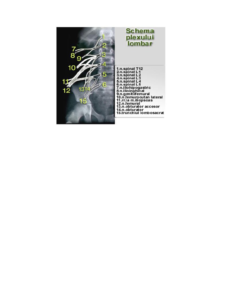 Plexul Lombar | PDF