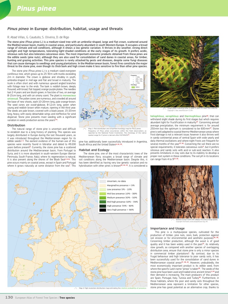 Pinus Pinea | PDF | Pine | Plants