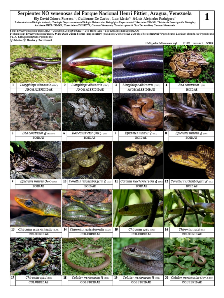 Serpientes Venenosas Del Parque Nacional Henry Pittier | PDF ...