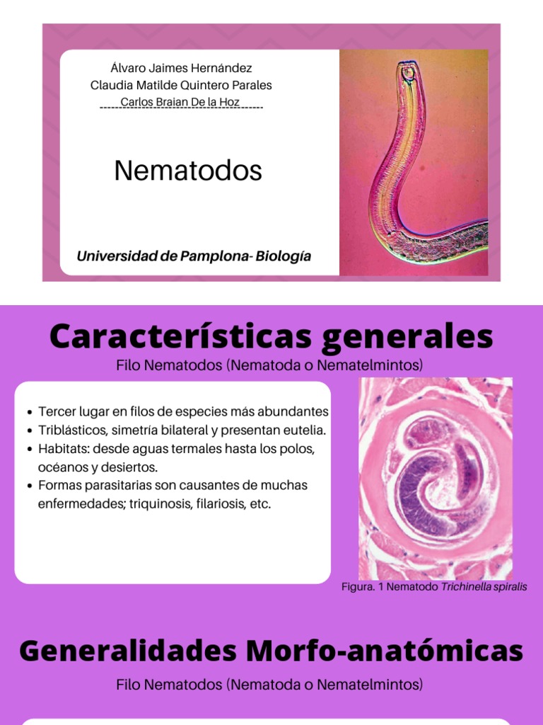 Nematodos Expo | PDF | Nematodo | Excreción