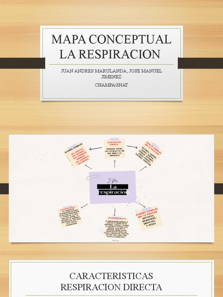 Mapa Conceptual Respiracion Directa y Cutanea | PDF