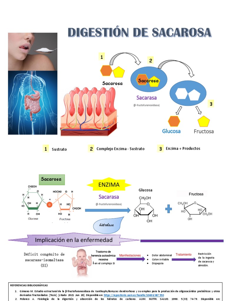 Infografia Enzima - Sacarasa | PDF | Sacarosa | Bioquímica