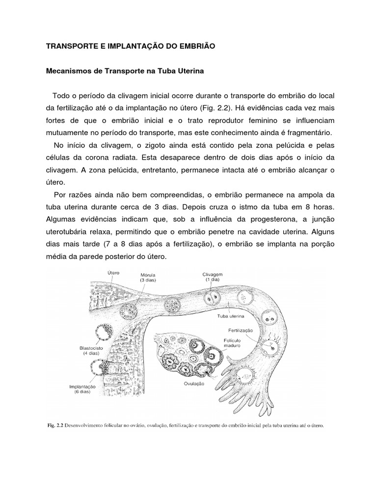 Transporte e Implantação Do Embrião | PDF | Fertilização | Placenta