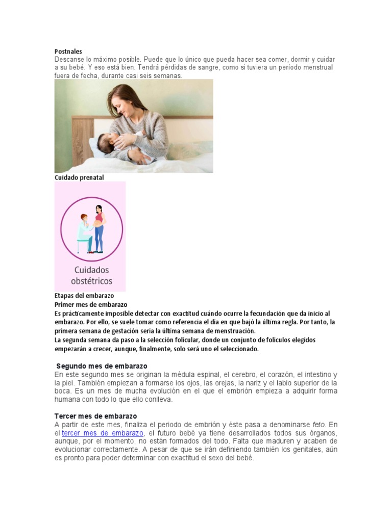 Etapas Del Embarazo | Descargar gratis PDF | El embarazo | Feto