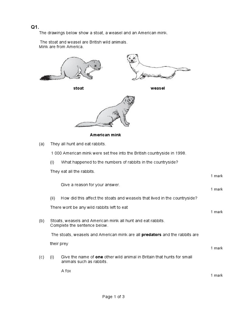 Food Chain Qs | PDF | Predation | Rabbit