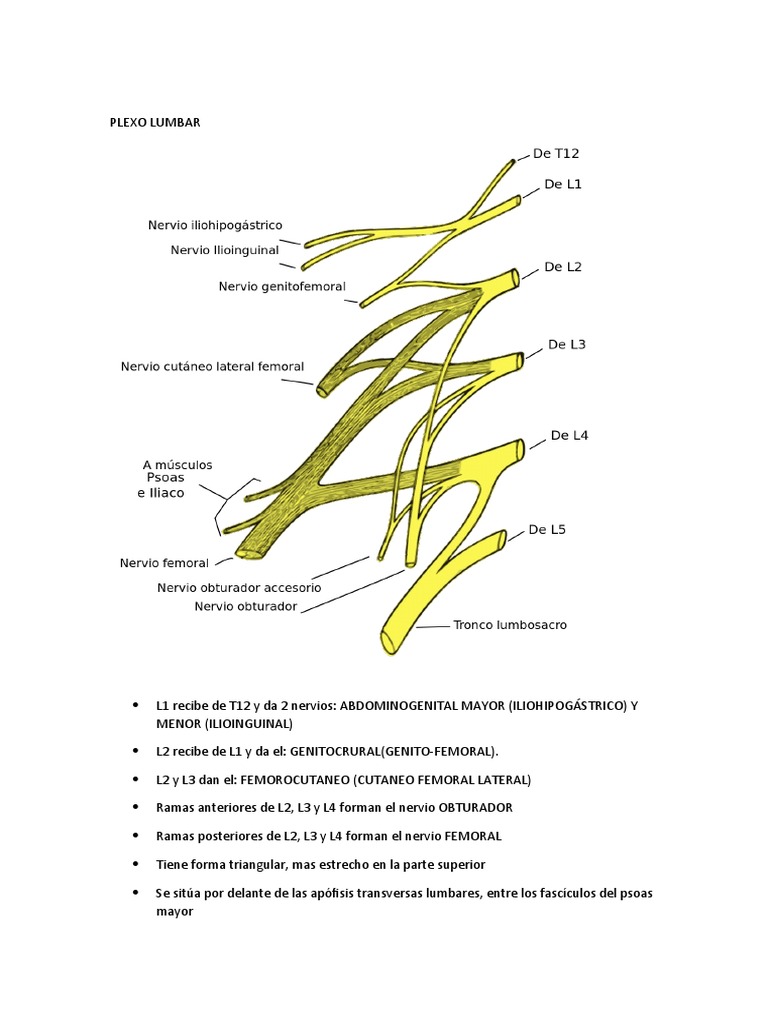 Plexo Lumbar | PDF | Tejido suave | Neuroanatomía