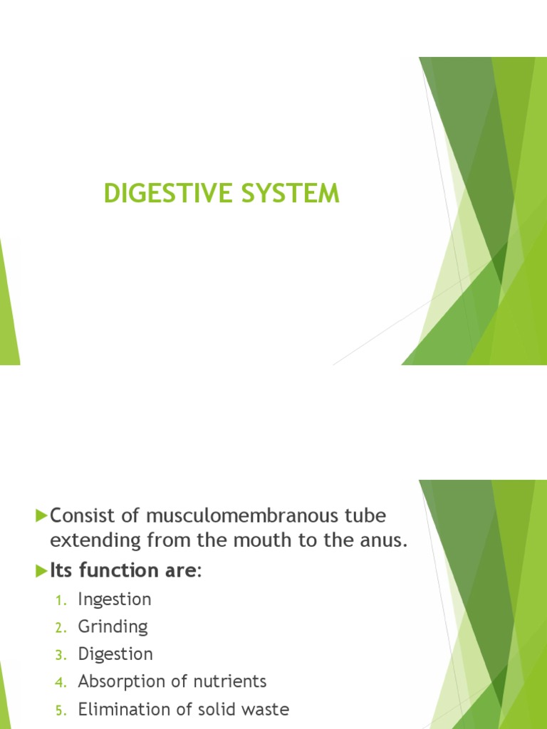 Chapter 2h - Digestive System | PDF | Stomach | Human Digestive System