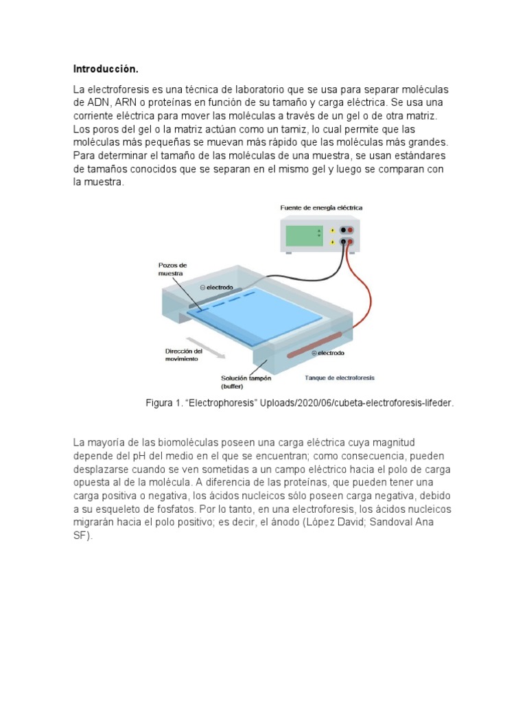 Introducción ADN ELECTROFORESIS | PDF