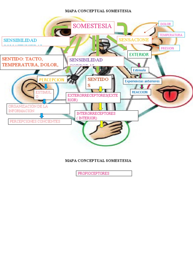 La somestesia: conceptos clave sobre la sensibilidad somática y sus ...