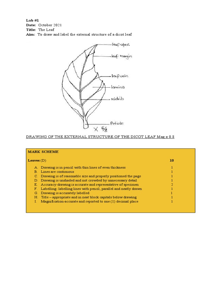 Lab #1 Date: October 2021 Title: The Leaf Aim: To Draw and Label The ...