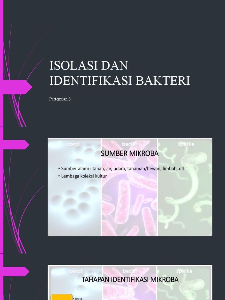Isolasi Dan Identifikasi Bakteri | PDF