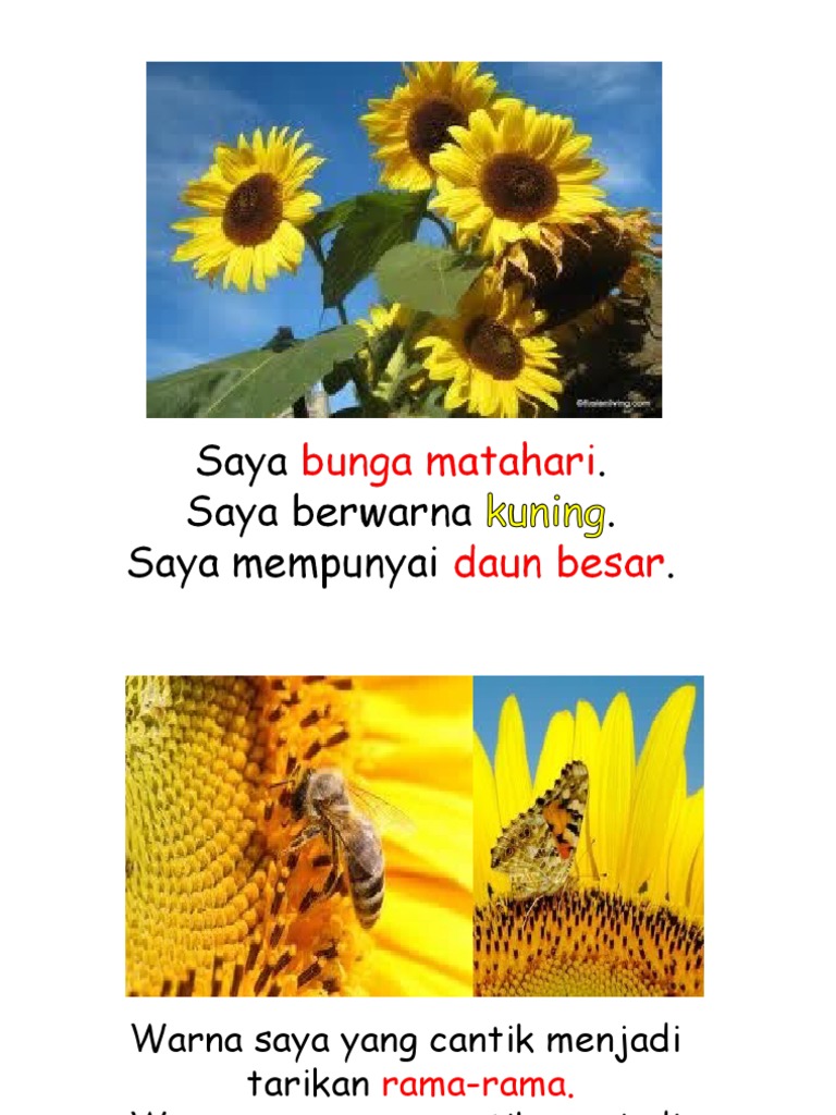 Bunga Matahari | PDF