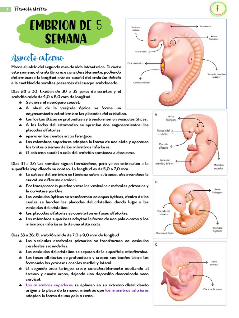 Desarrollo embrionario durante la quinta semana de gestación | PDF | Sistema digestivo humano ...