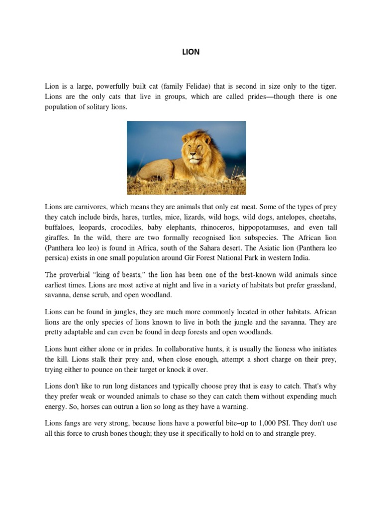 Lion Essay | PDF | Lion | Mammals