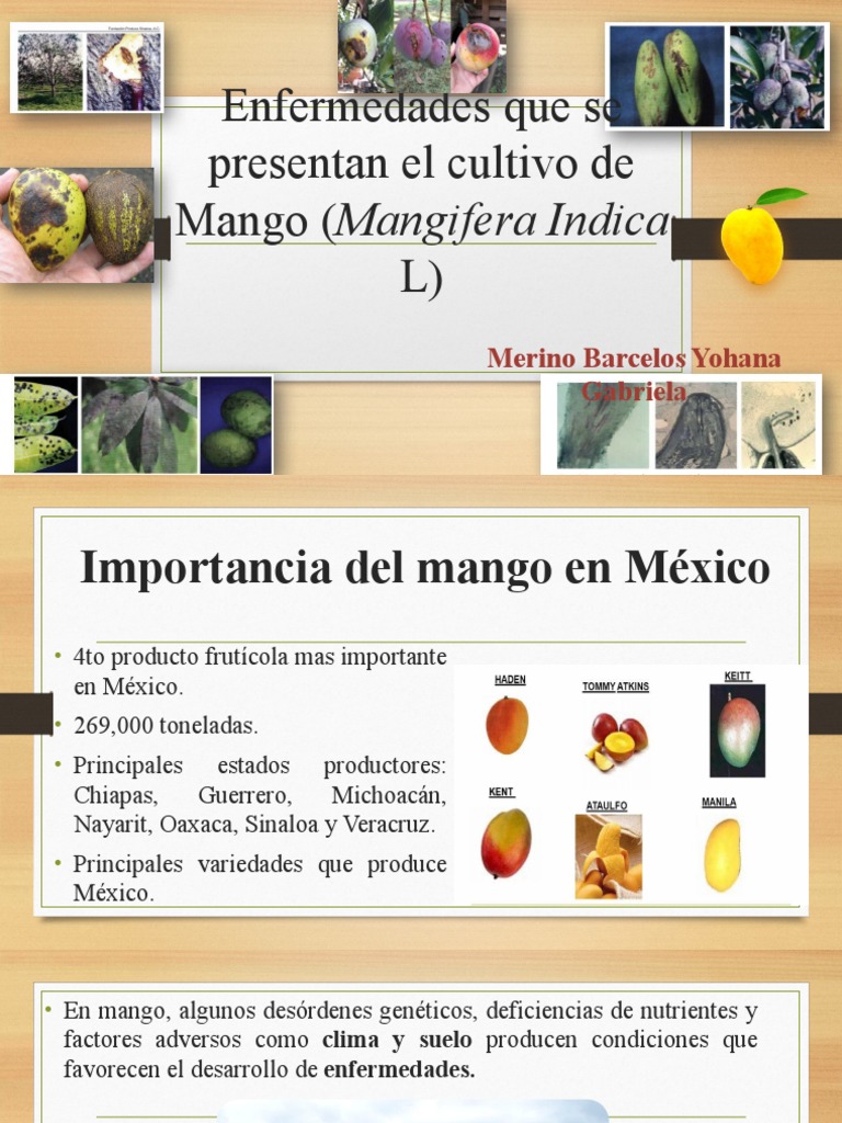 MANGO | PDF | Mango | Hoja