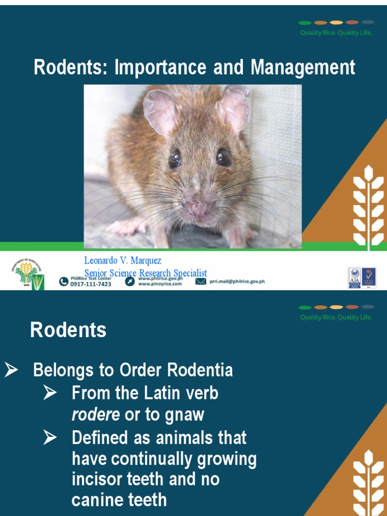 Rodents Importance and Management Presentation | PDF | Rodent | Mammals