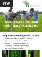 Rice Insect Pests Management Guide | PDF | Biological Pest Control | Rice