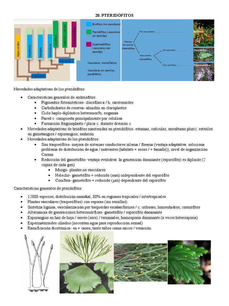 20 Pteridofitos | PDF | Morfología Vegetal | Eucariotas