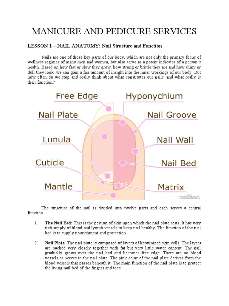 Nail Care | Download Free PDF | Nail (Anatomy) | Integumentary System