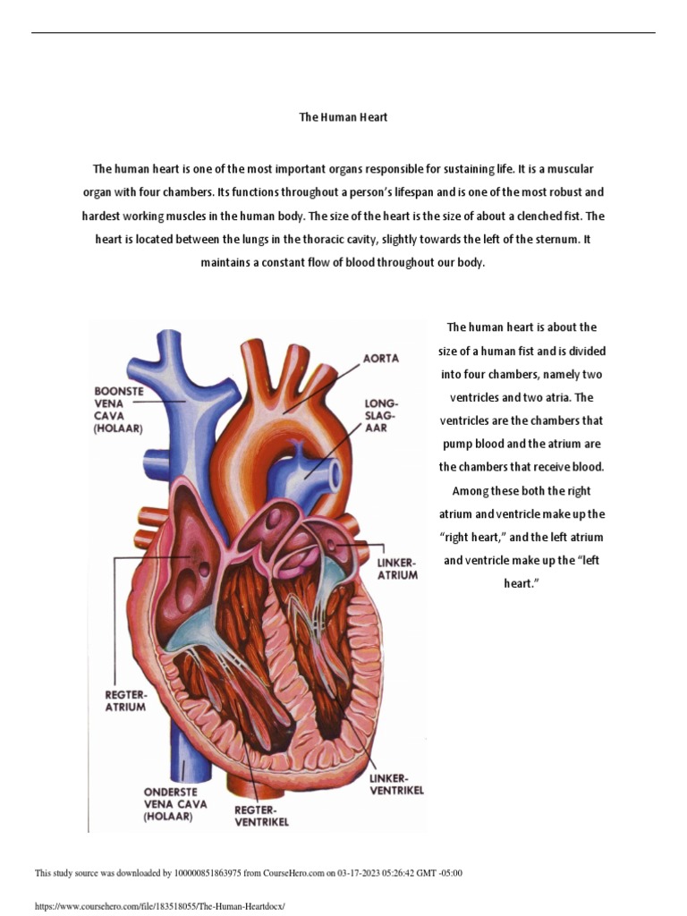 The Human Heart | PDF