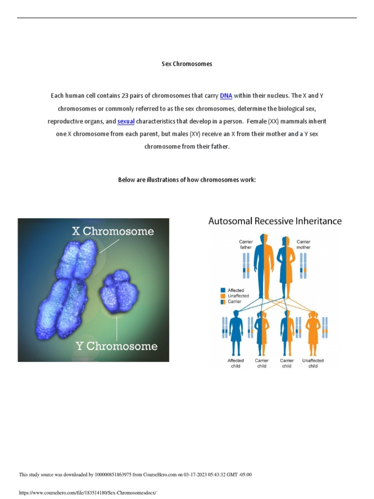 Sex Chromosomes | PDF